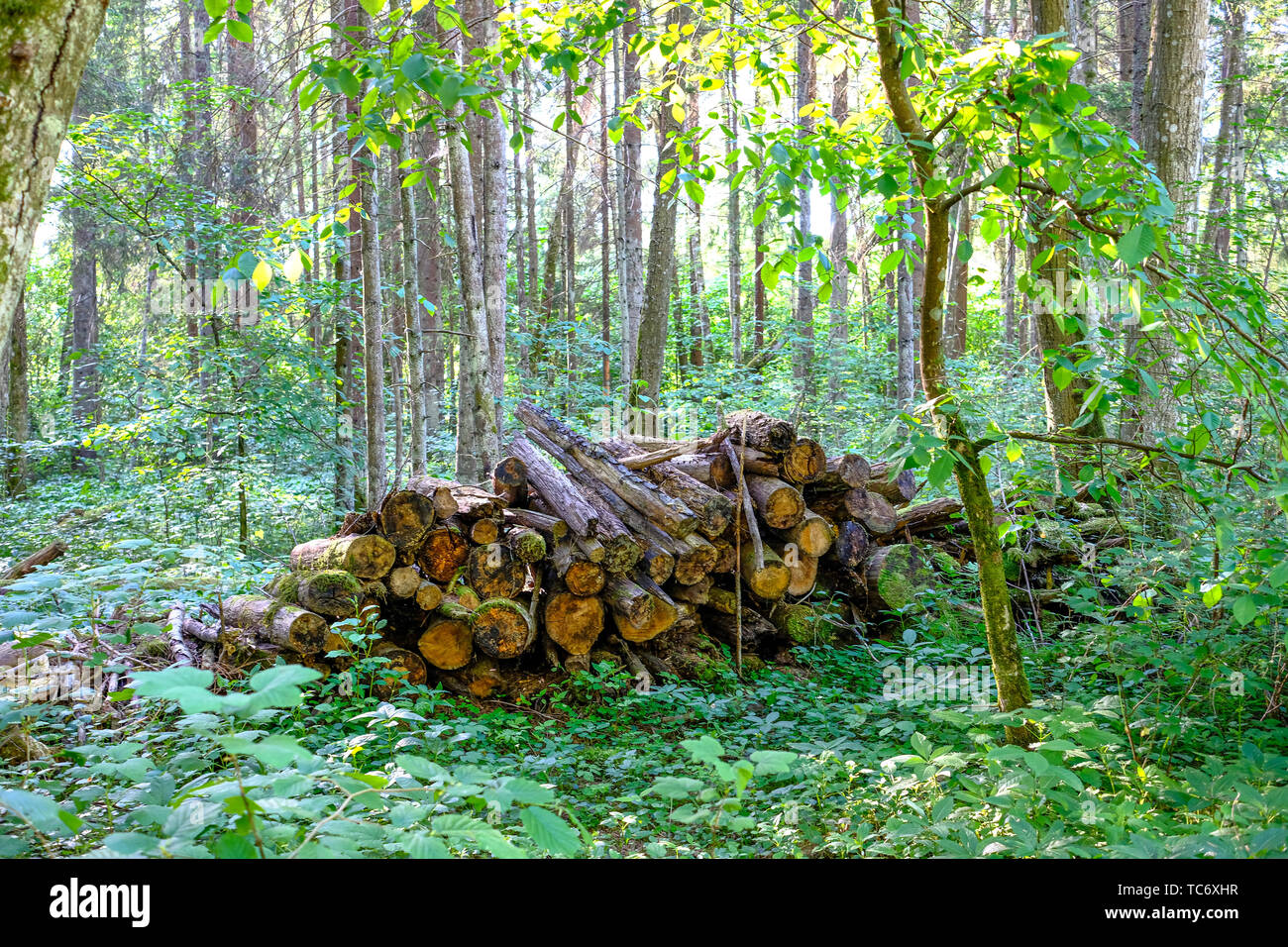 dry old tree trunk stomp in nature, forest scene with foliage and log ...