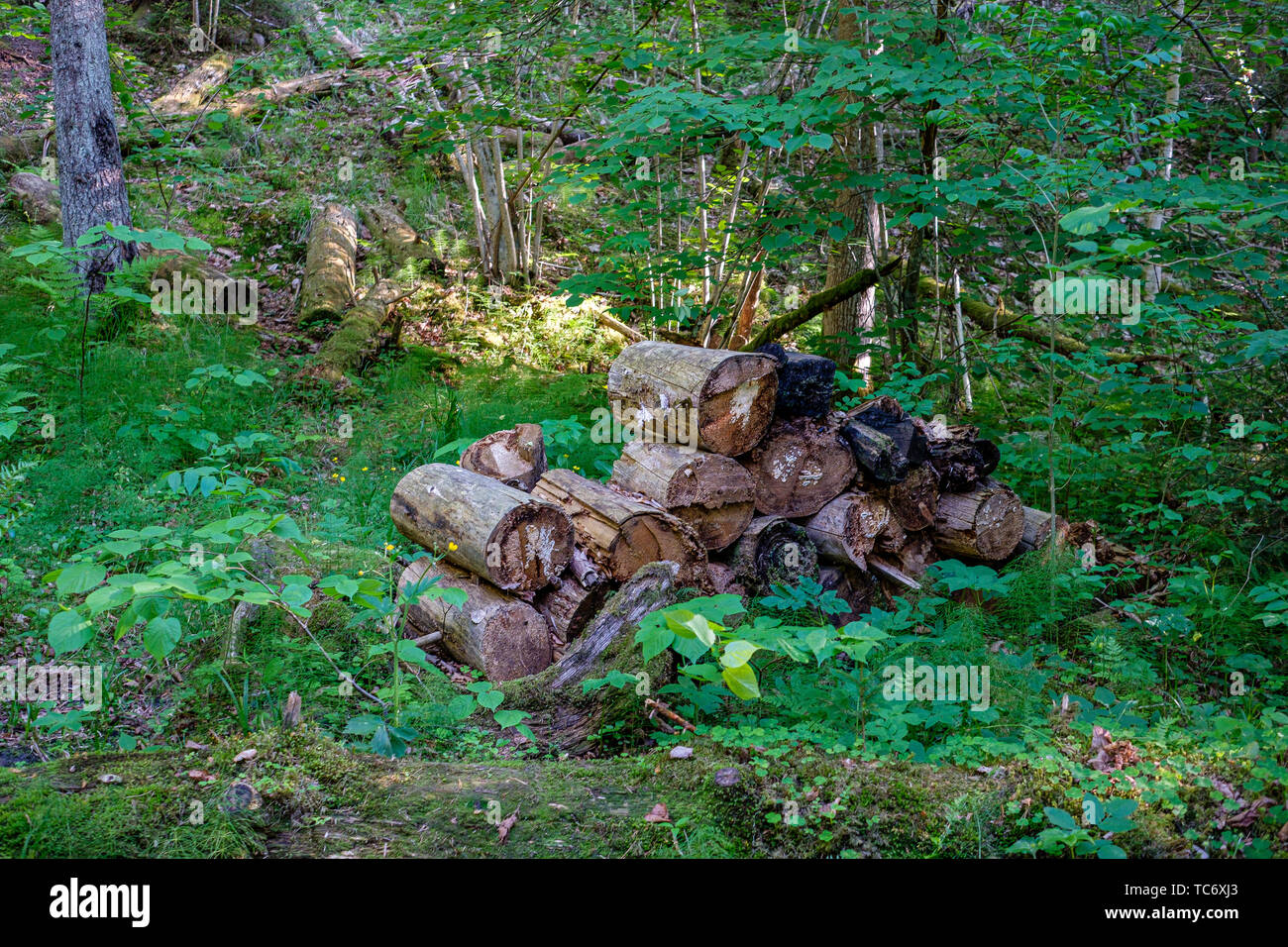 dry old tree trunk stomp in nature, forest scene with foliage and log ...