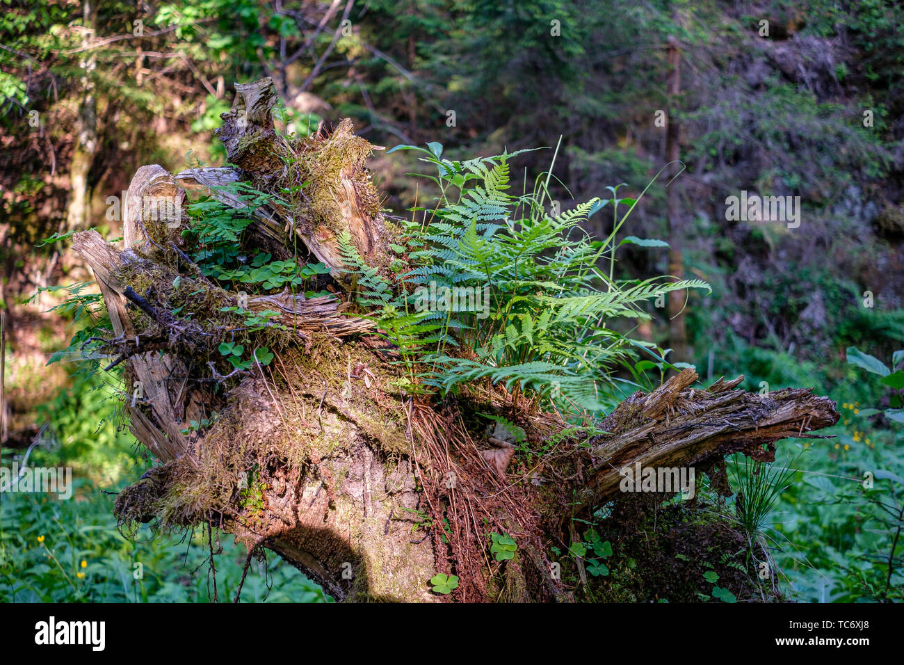 dry old tree trunk stomp in nature, forest scene with foliage and log ...
