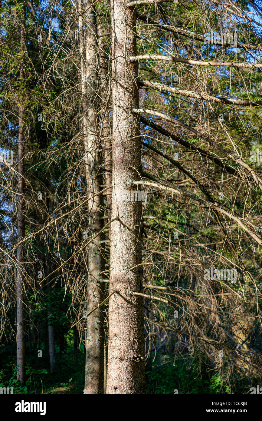 dry old tree trunk stomp in nature, forest scene with foliage and log ...