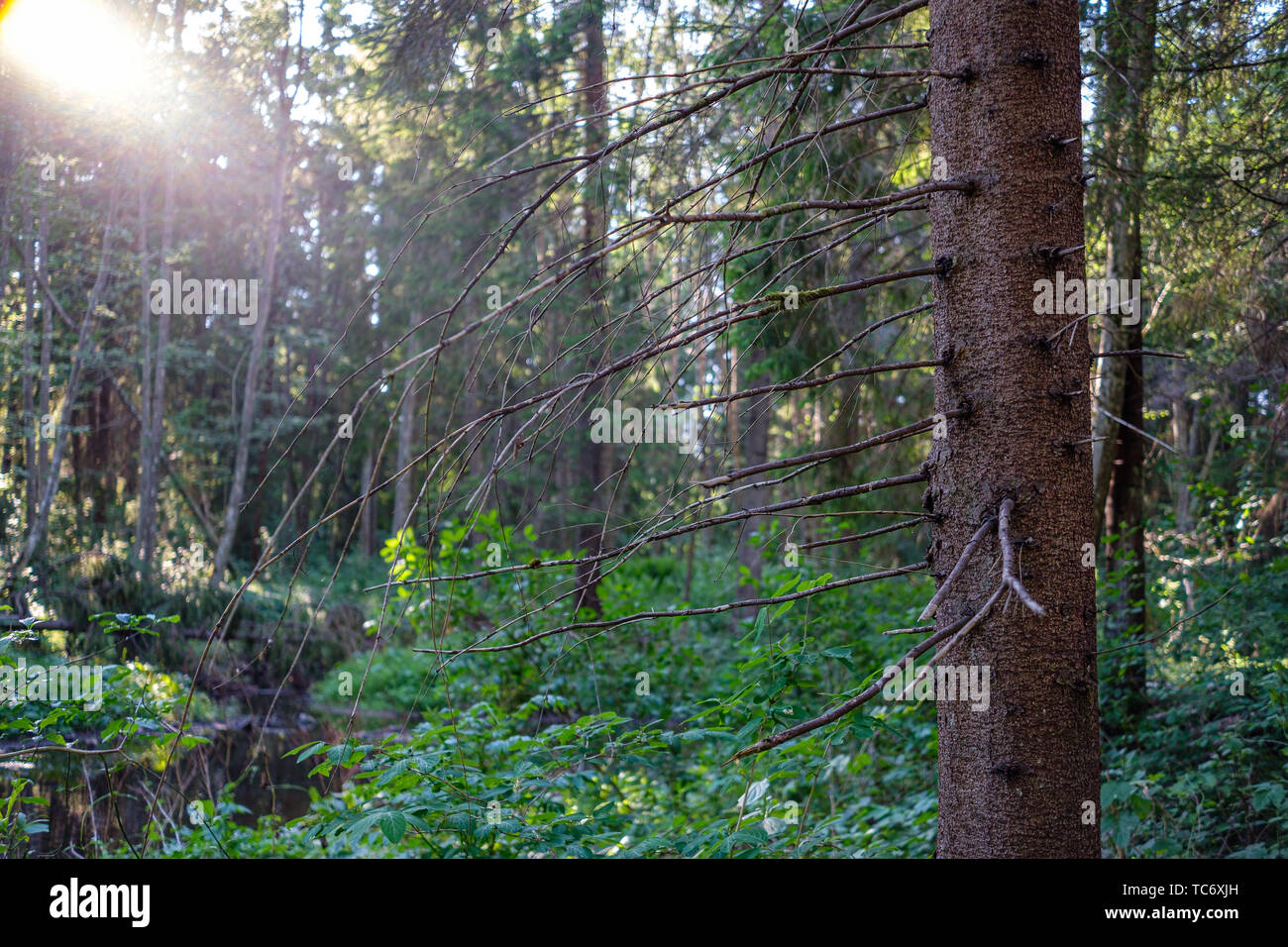 dry old tree trunk stomp in nature, forest scene with foliage and log ...