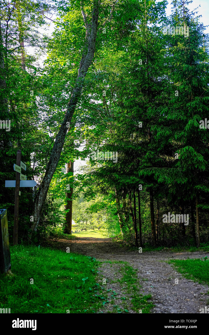 dry old tree trunk stomp in nature, forest scene with foliage and log ...