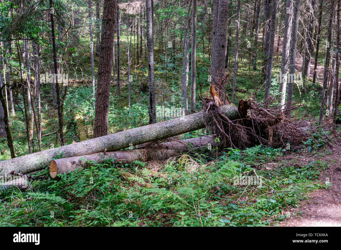 dry old tree trunk stomp in nature, forest scene with foliage and log ...