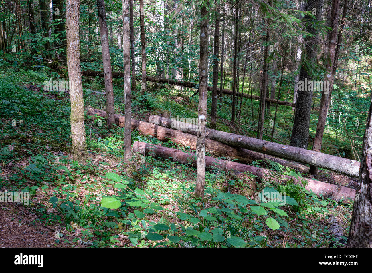 dry old tree trunk stomp in nature, forest scene with foliage and log ...