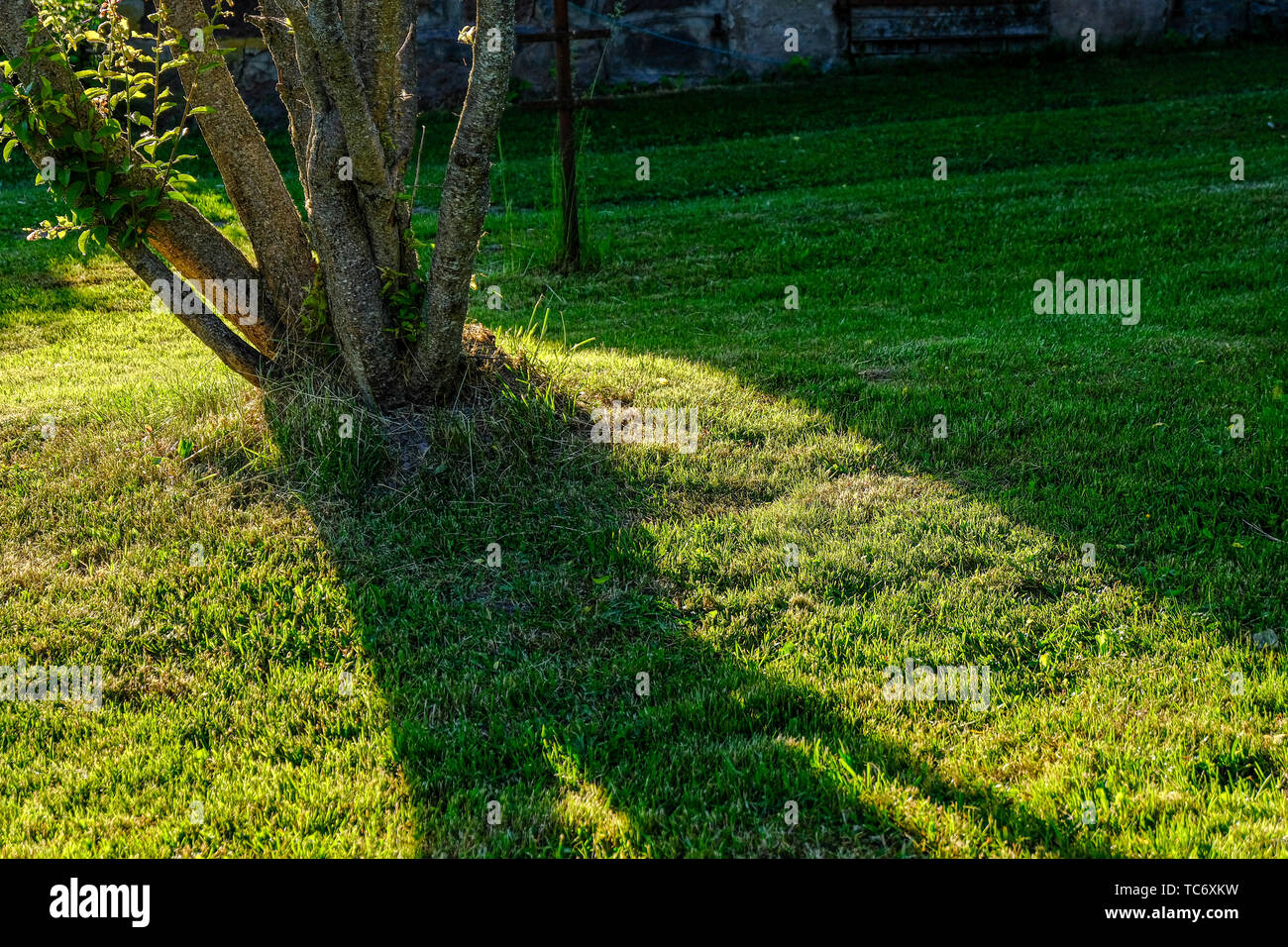 dry old tree trunk stomp in nature, forest scene with foliage and log ...