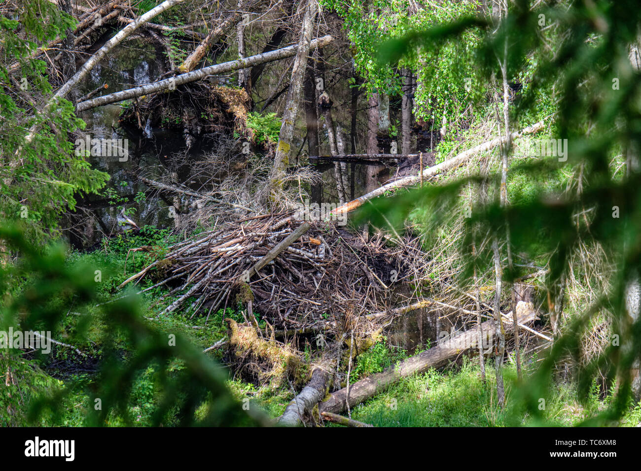 dry old tree trunk stomp in nature, forest scene with foliage and log ...