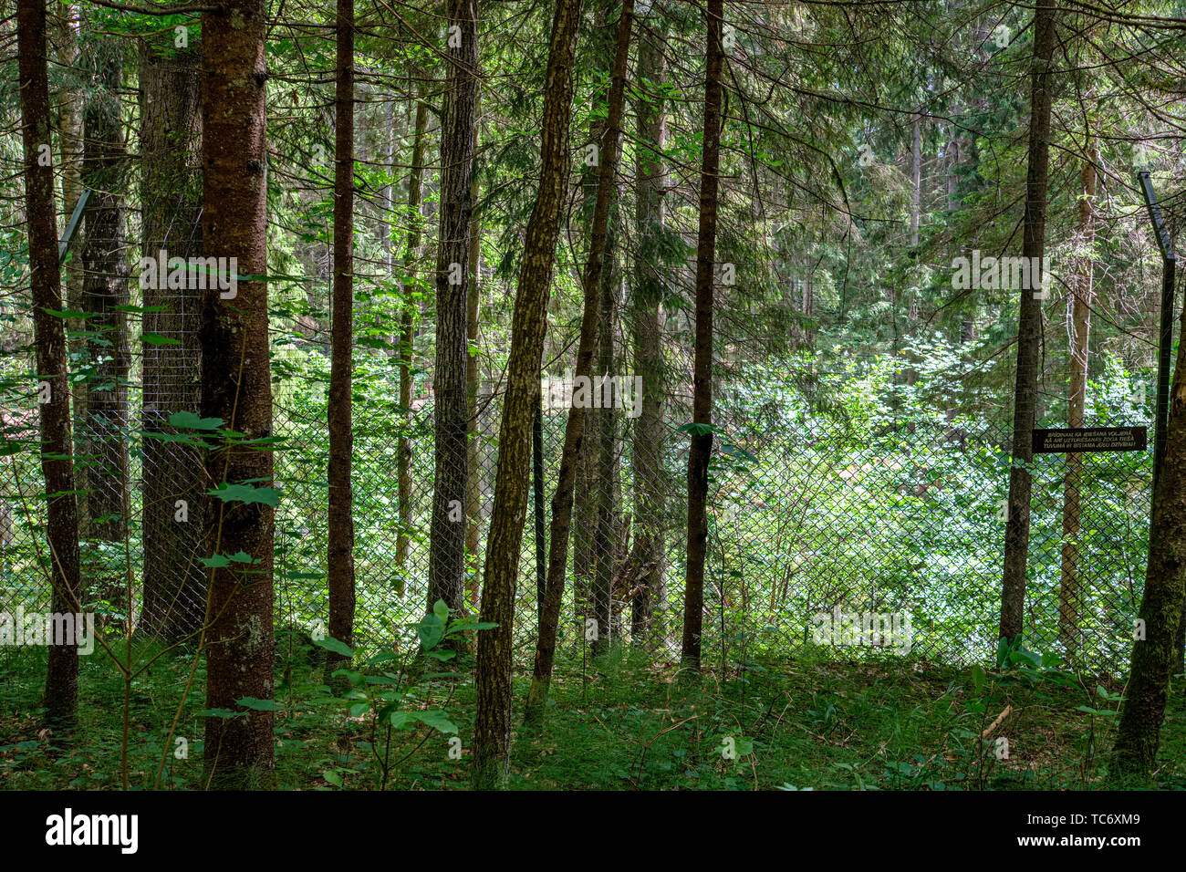 dry old tree trunk stomp in nature, forest scene with foliage and log ...