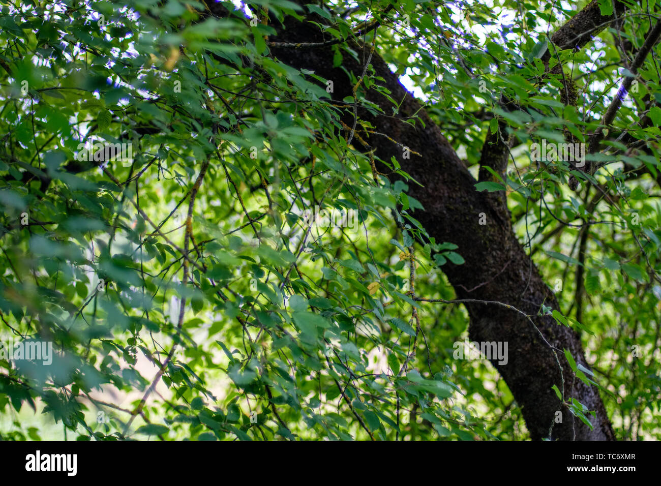 dry old tree trunk stomp in nature, forest scene with foliage and log ...