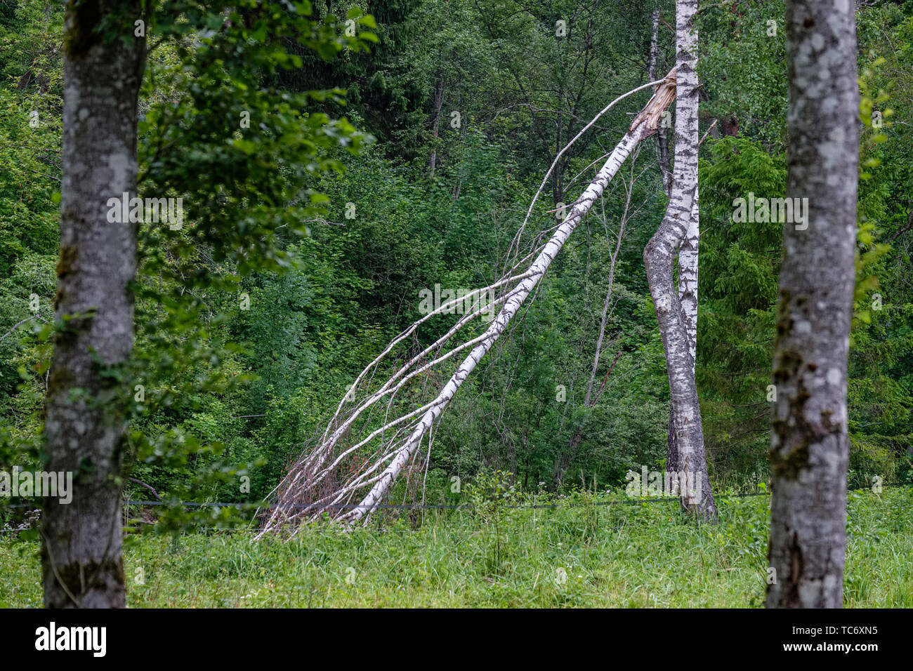 dry old tree trunk stomp in nature, forest scene with foliage and log ...
