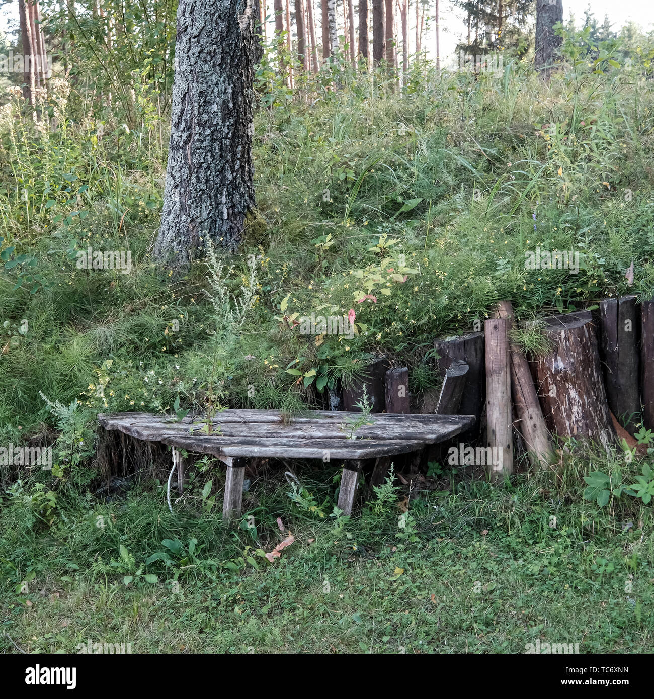 dry old tree trunk stomp in nature, forest scene with foliage and log ...