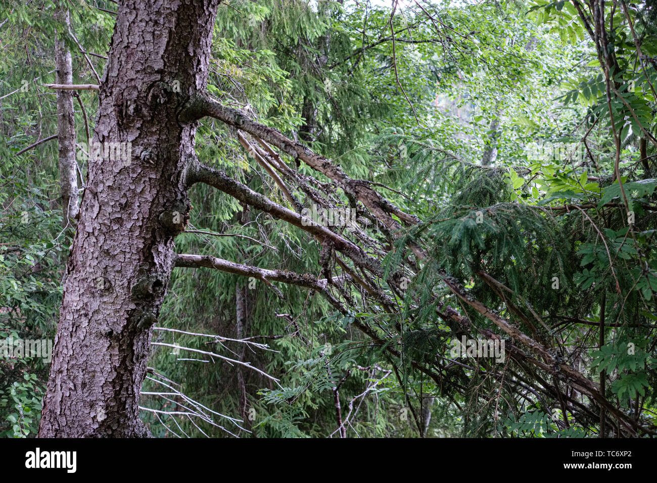 dry old tree trunk stomp in nature, forest scene with foliage and log ...
