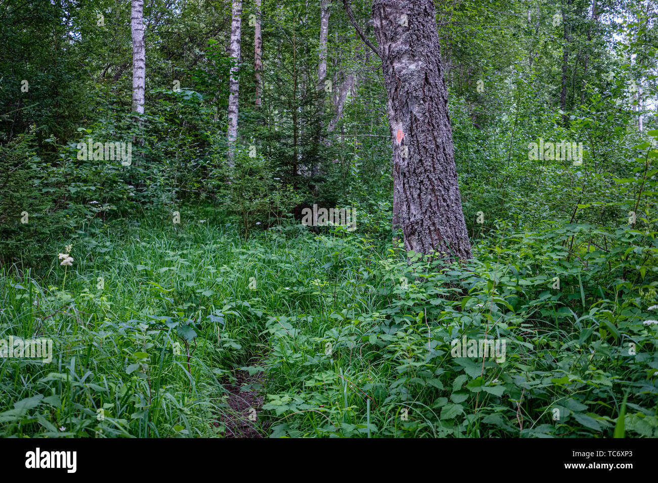 dry old tree trunk stomp in nature, forest scene with foliage and log ...