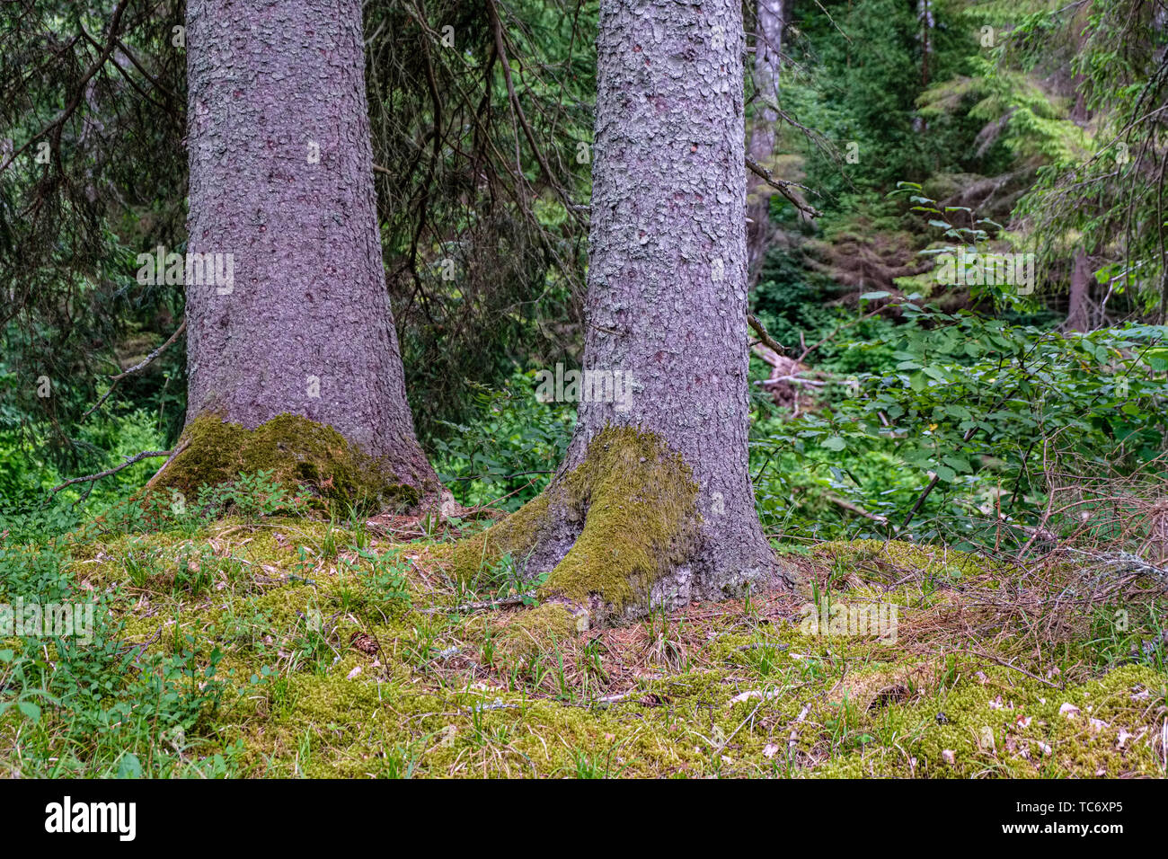dry old tree trunk stomp in nature, forest scene with foliage and log ...