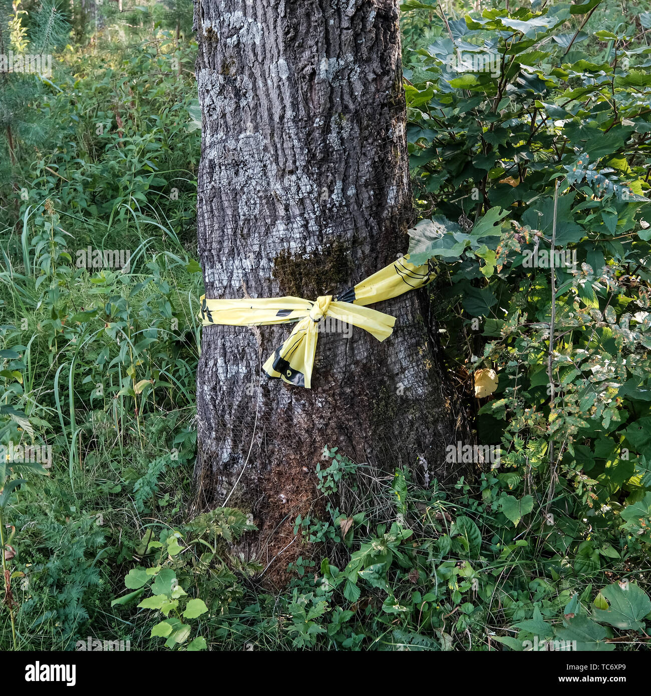 dry old tree trunk stomp in nature, forest scene with foliage and log ...