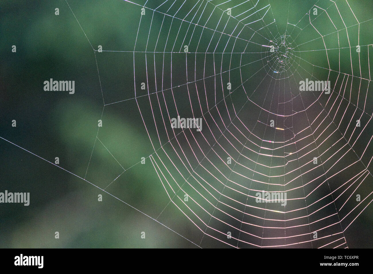 natural cobwebs spider web in morning light with dew drops and blur ...
