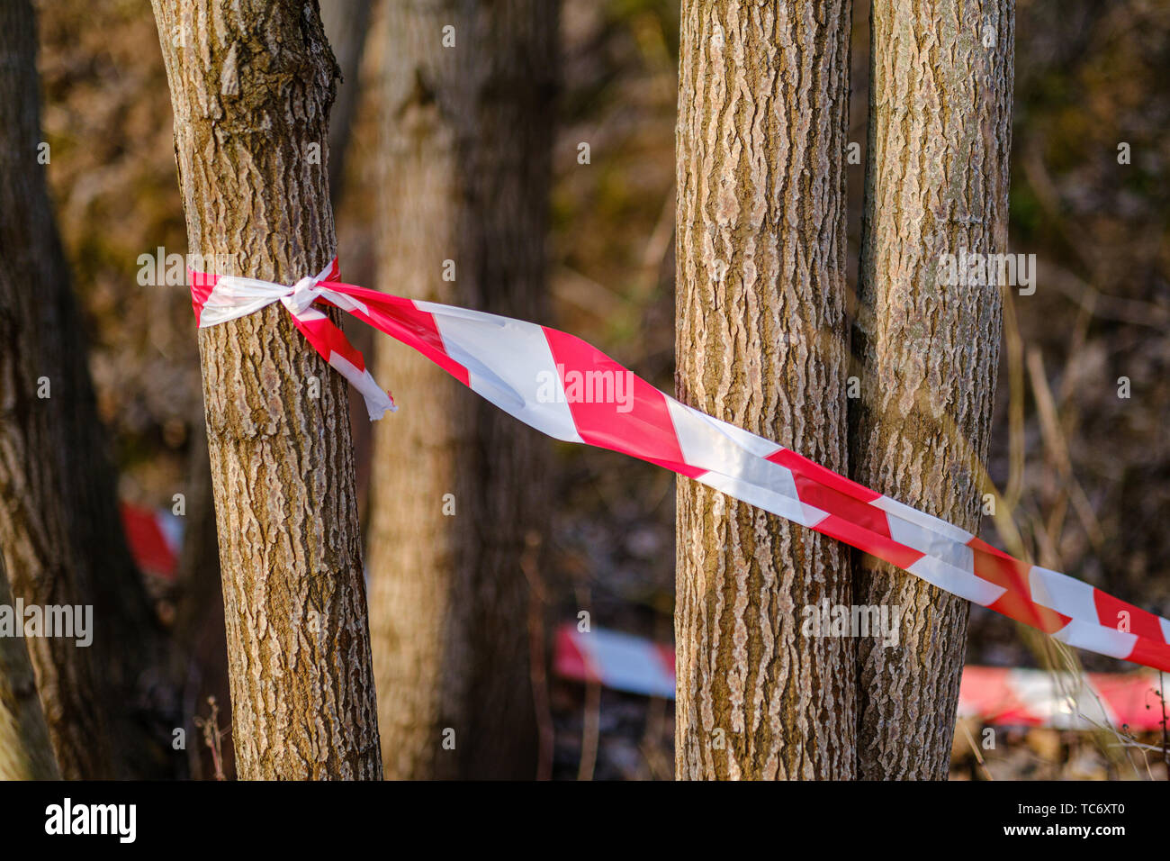 dry old tree trunk stomp in nature, forest scene with foliage and log ...