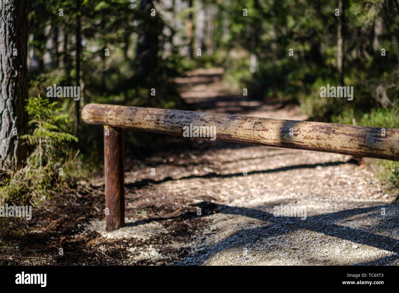 dry old tree trunk stomp in nature, forest scene with foliage and log ...