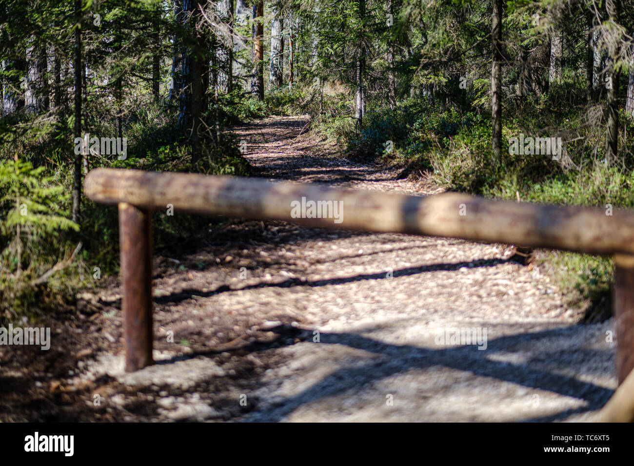 dry old tree trunk stomp in nature, forest scene with foliage and log ...
