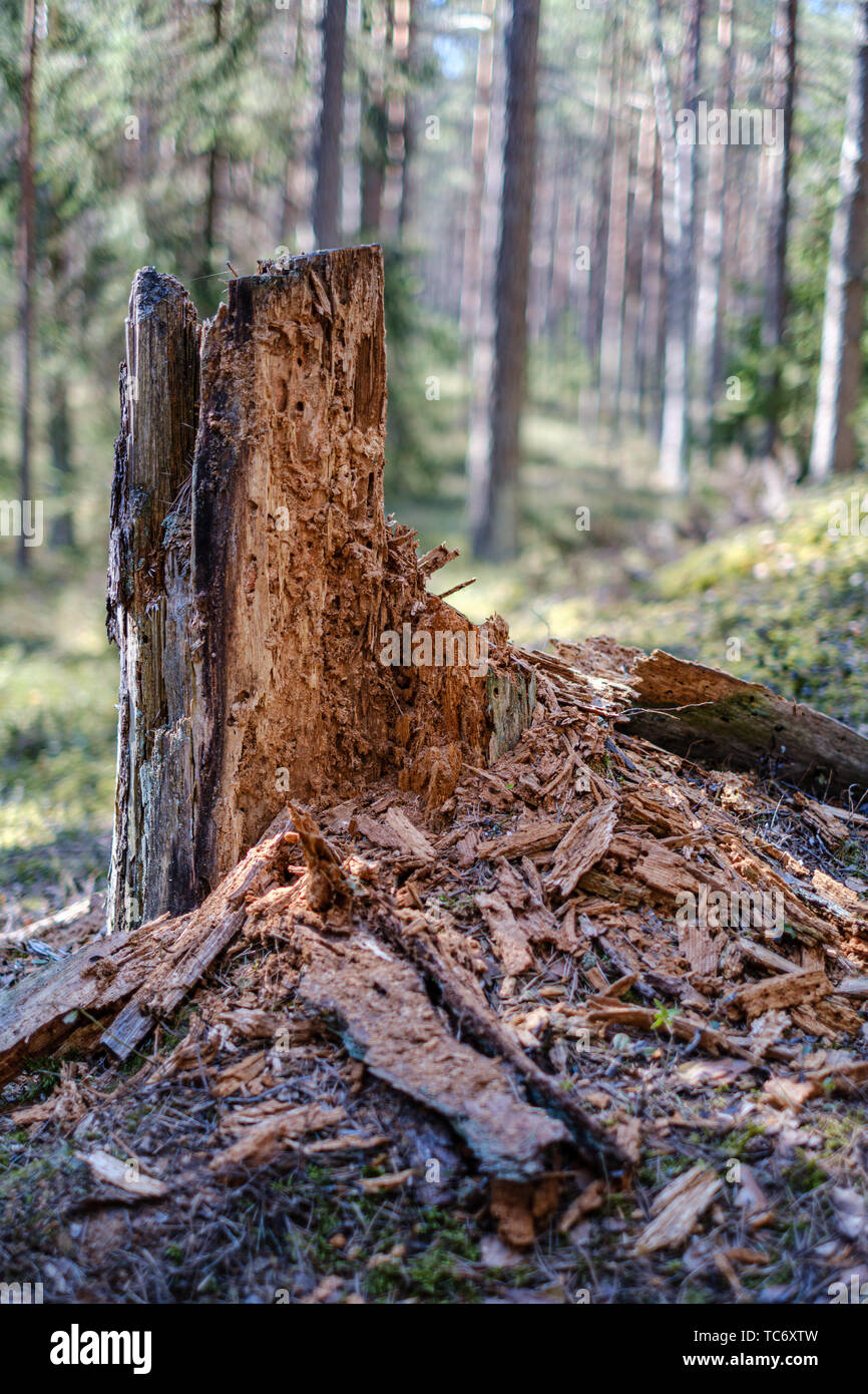 dry old tree trunk stomp in nature, forest scene with foliage and log ...
