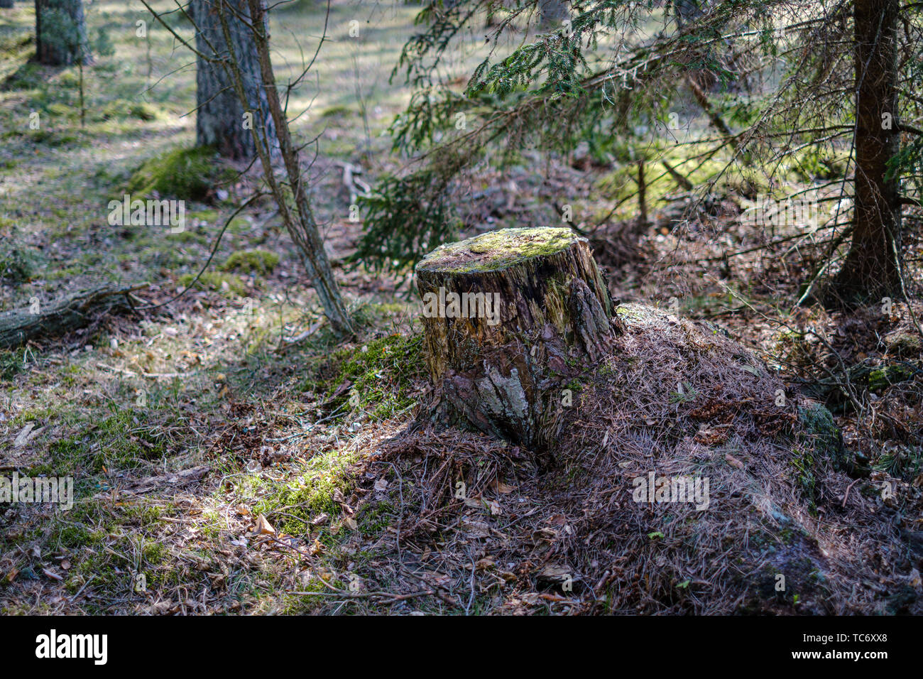 dry old tree trunk stomp in nature, forest scene with foliage and log ...