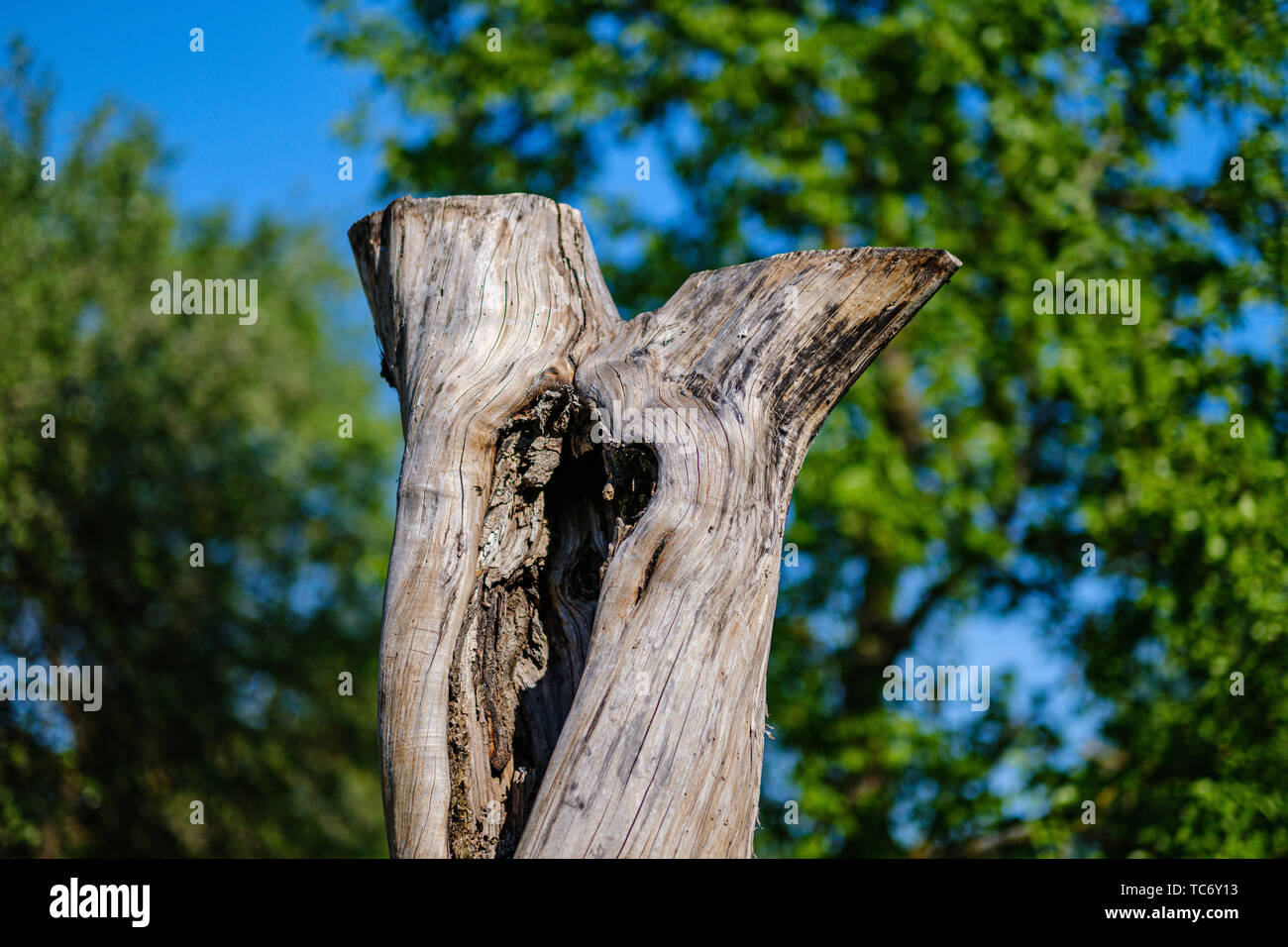 dry old tree trunk stomp in nature, forest scene with foliage and log ...