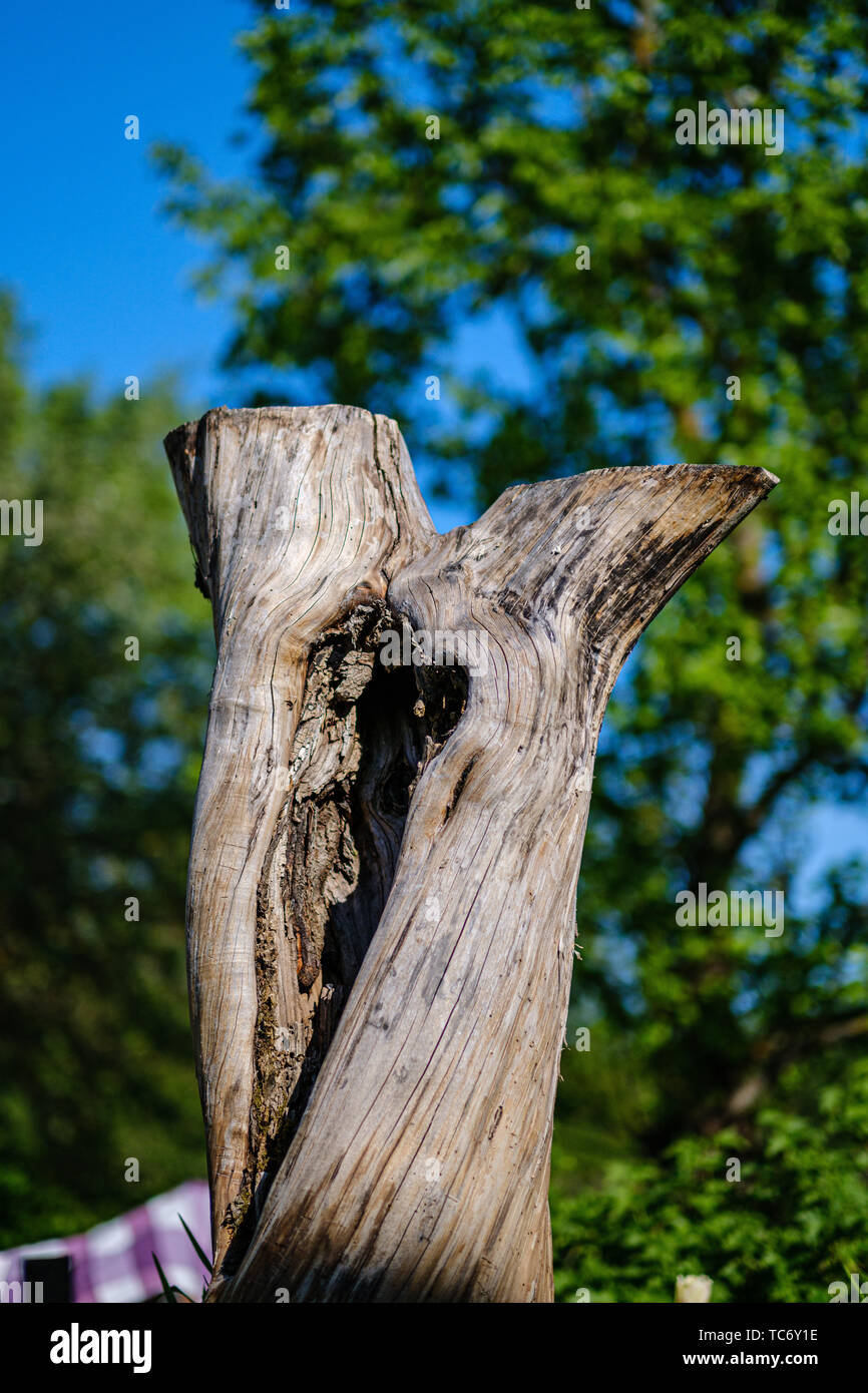 dry old tree trunk stomp in nature, forest scene with foliage and log ...
