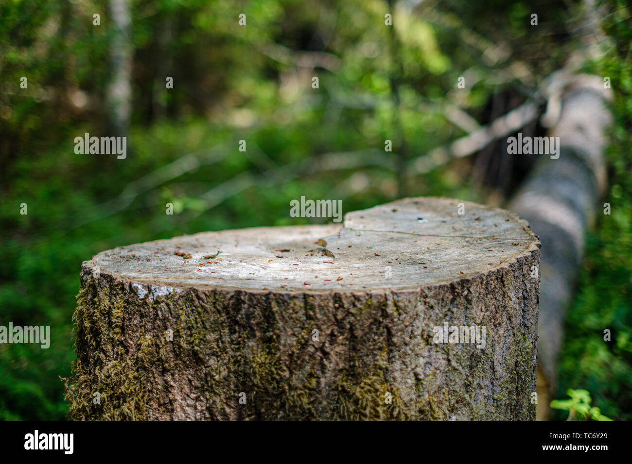 dry old tree trunk stomp in nature, forest scene with foliage and log ...
