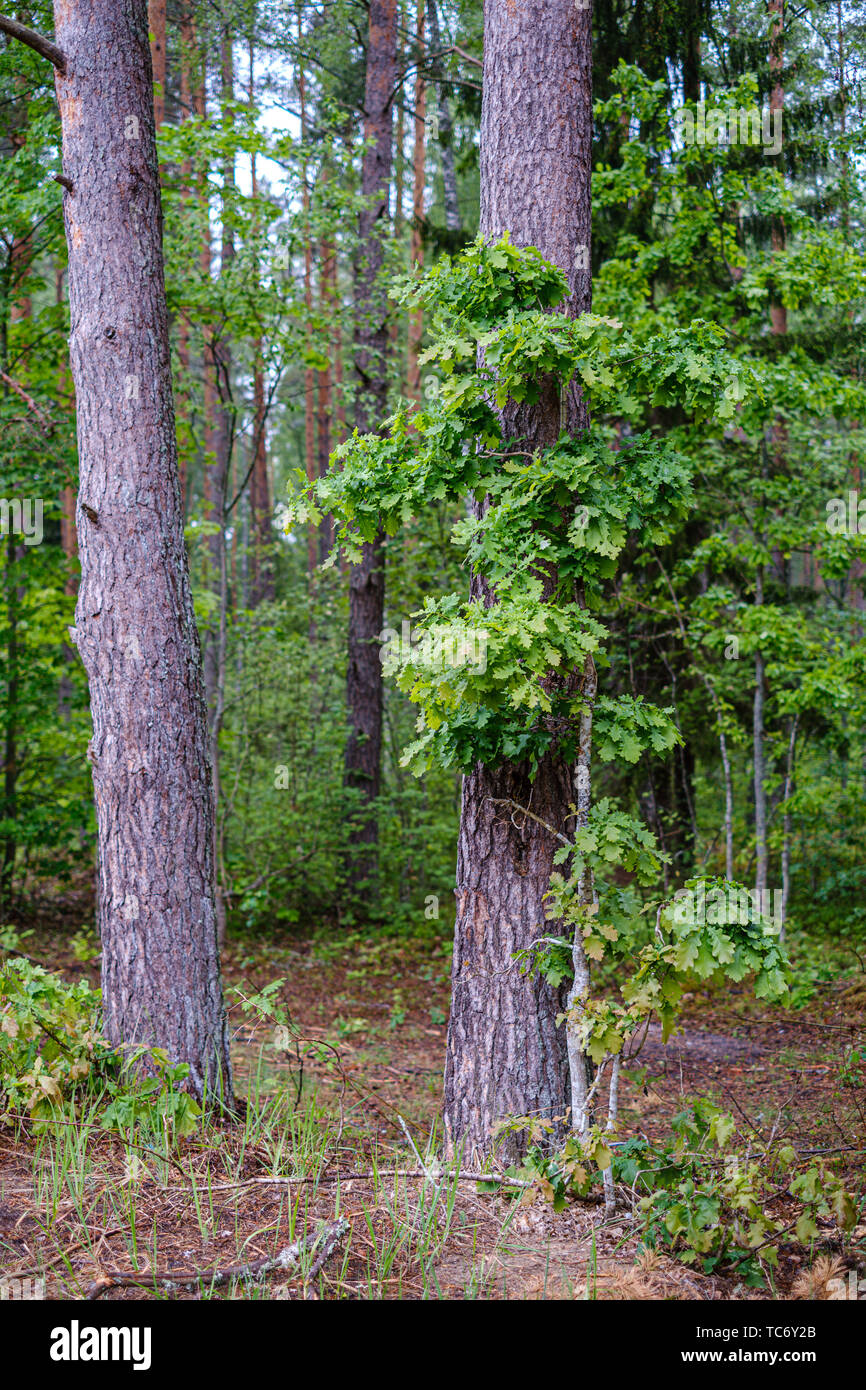 dry old tree trunk stomp in nature, forest scene with foliage and log ...