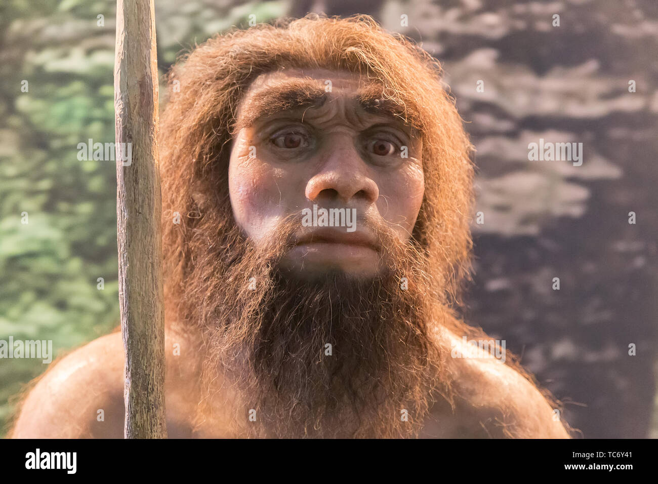 Neanderthal hi-res stock photography and images - Alamy