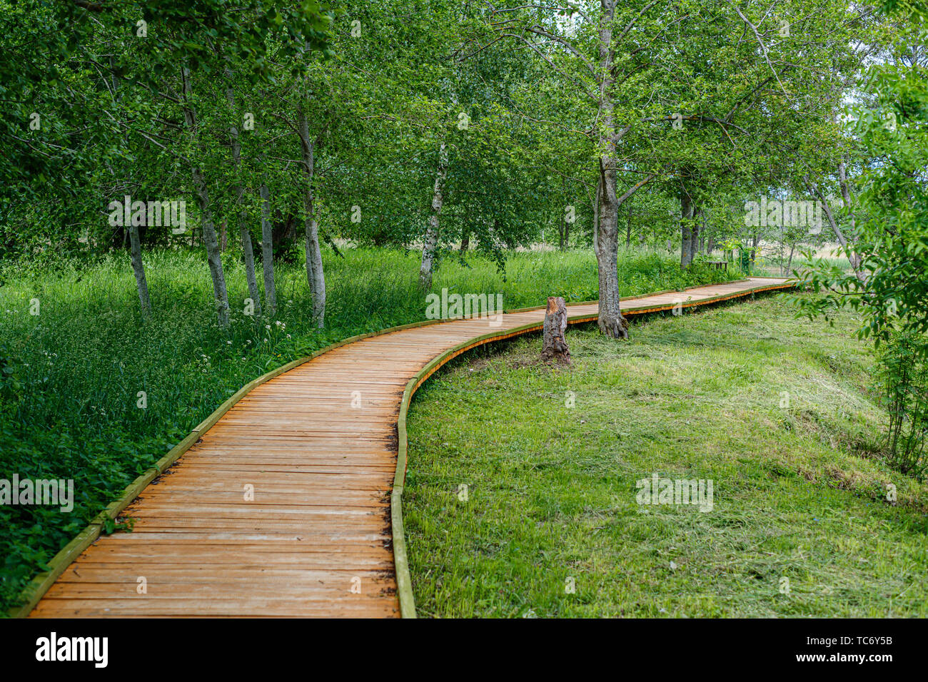 beautiful wooden plank pathway walkway in green pasture in summer ...