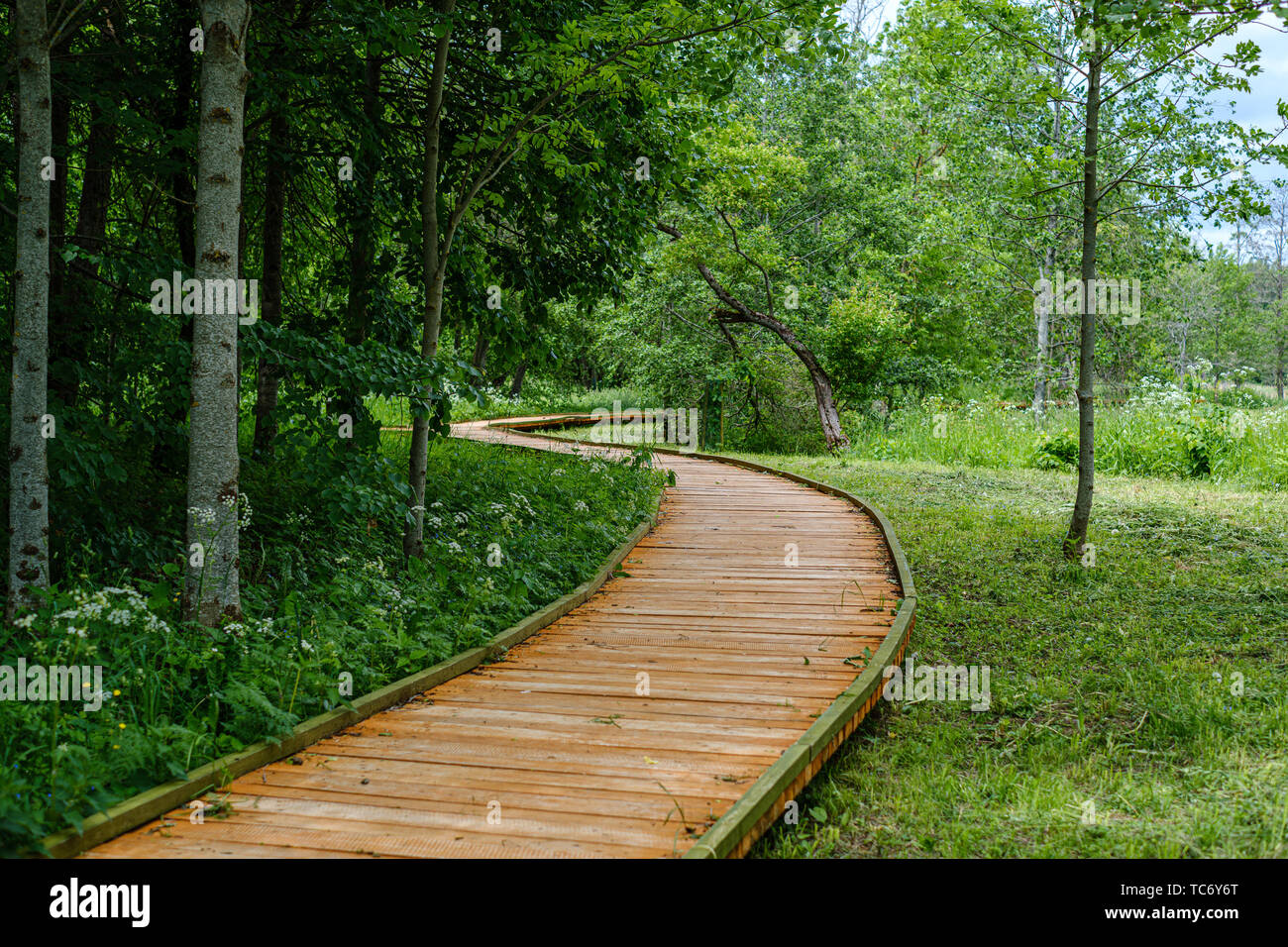beautiful wooden plank pathway walkway in green pasture in summer ...