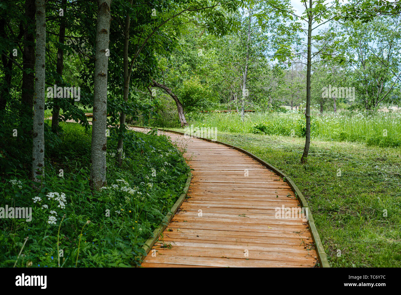 beautiful wooden plank pathway walkway in green pasture in summer ...
