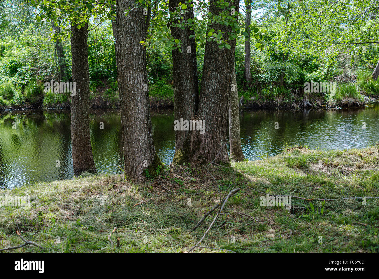 dry old tree trunk stomp in nature, forest scene with foliage and log ...