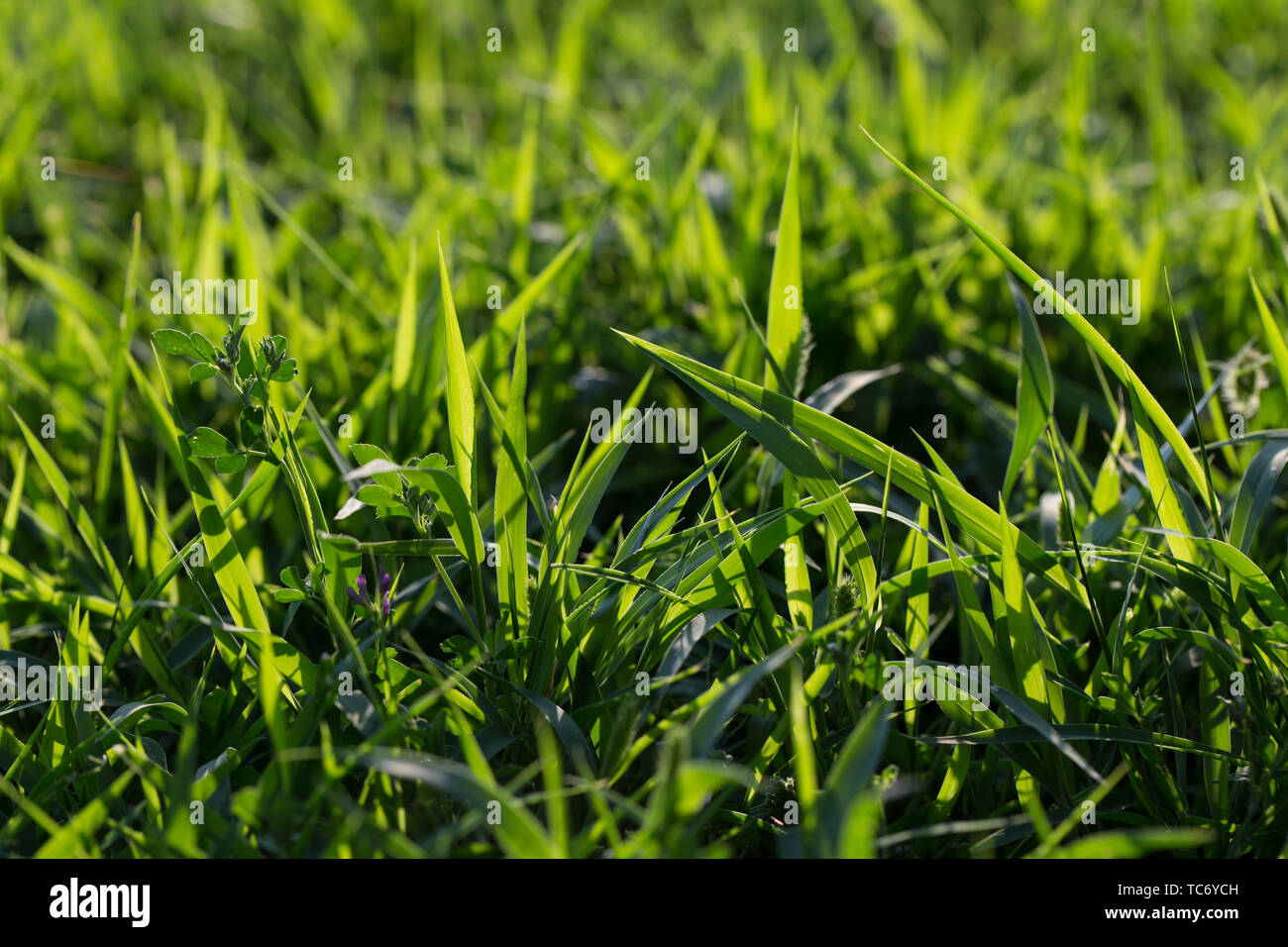 Ray of light lawn hi-res stock photography and images - Alamy