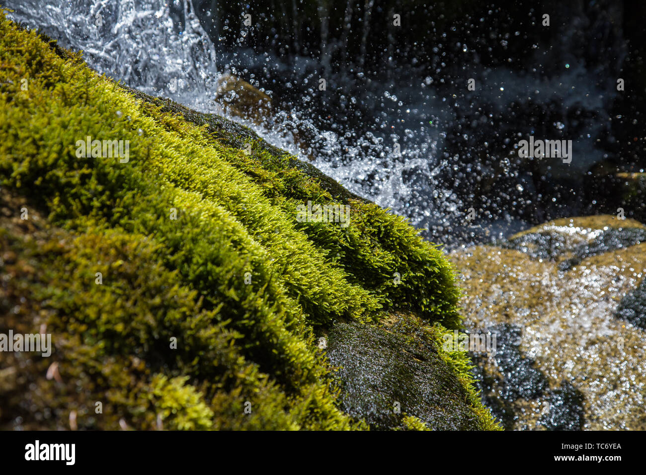 Summer flow and environment hi-res stock photography and images - Alamy