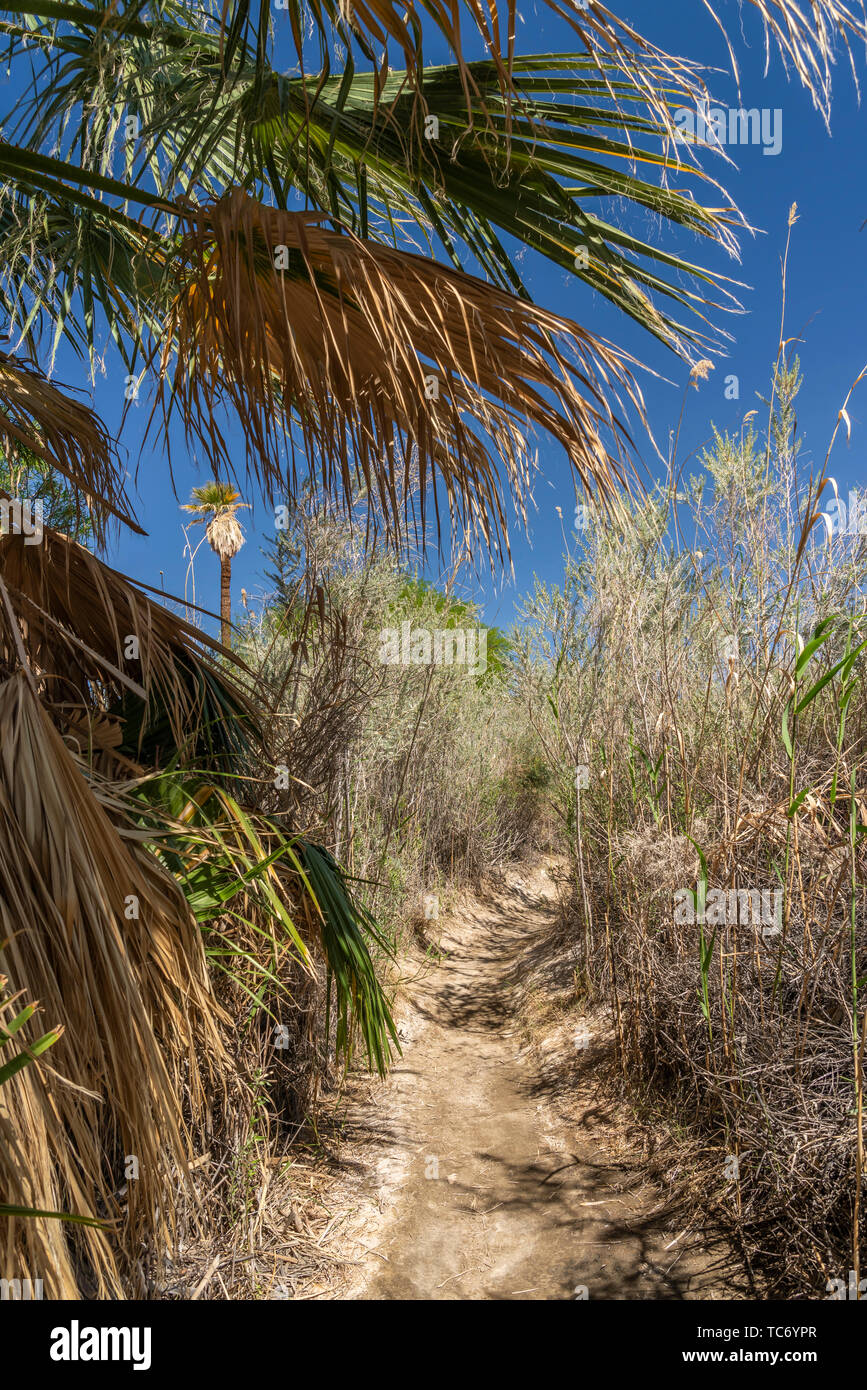 The Coachella Valley Preserve and Thousand Palms Oasis at Thousand ...