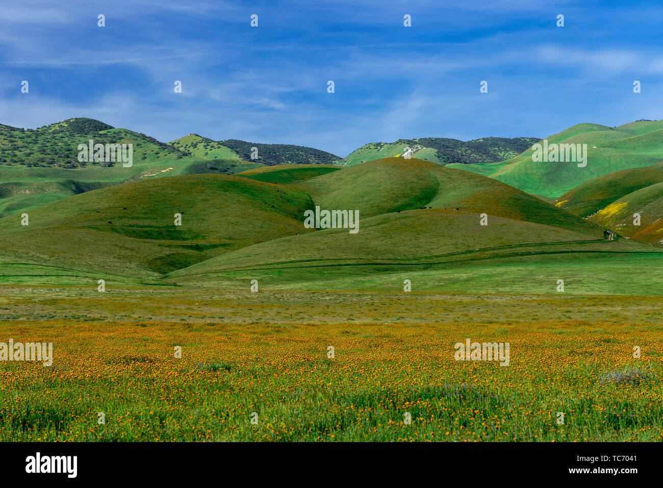 The green hills of the Temblor Range, near Taft, California, USA Stock ...