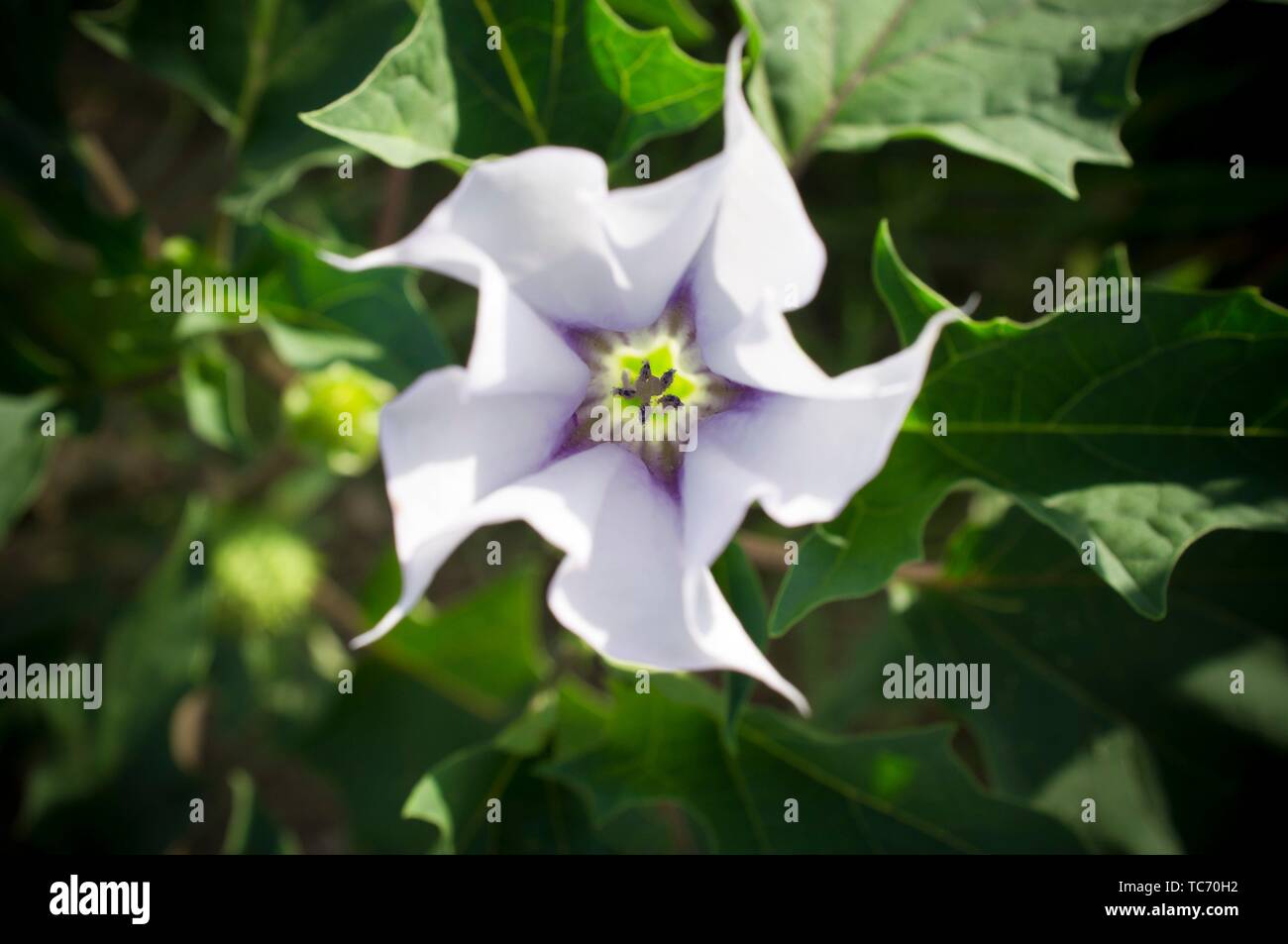 Datura Plant Stock Photos & Datura Plant Stock Images - Alamy