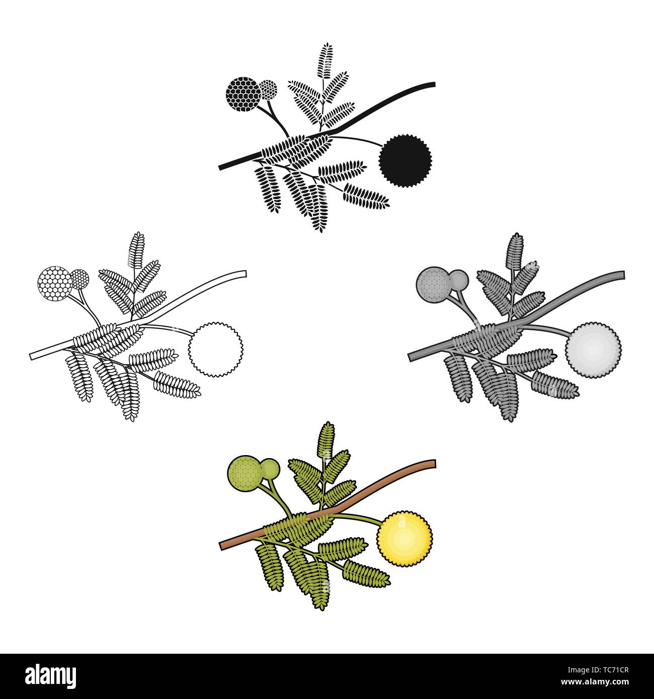 Yellow mimosa flower icon in cartoon,black design isolated on white ...