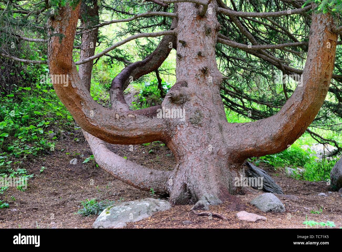 Ala archa national park bishkek hi-res stock photography and images - Alamy
