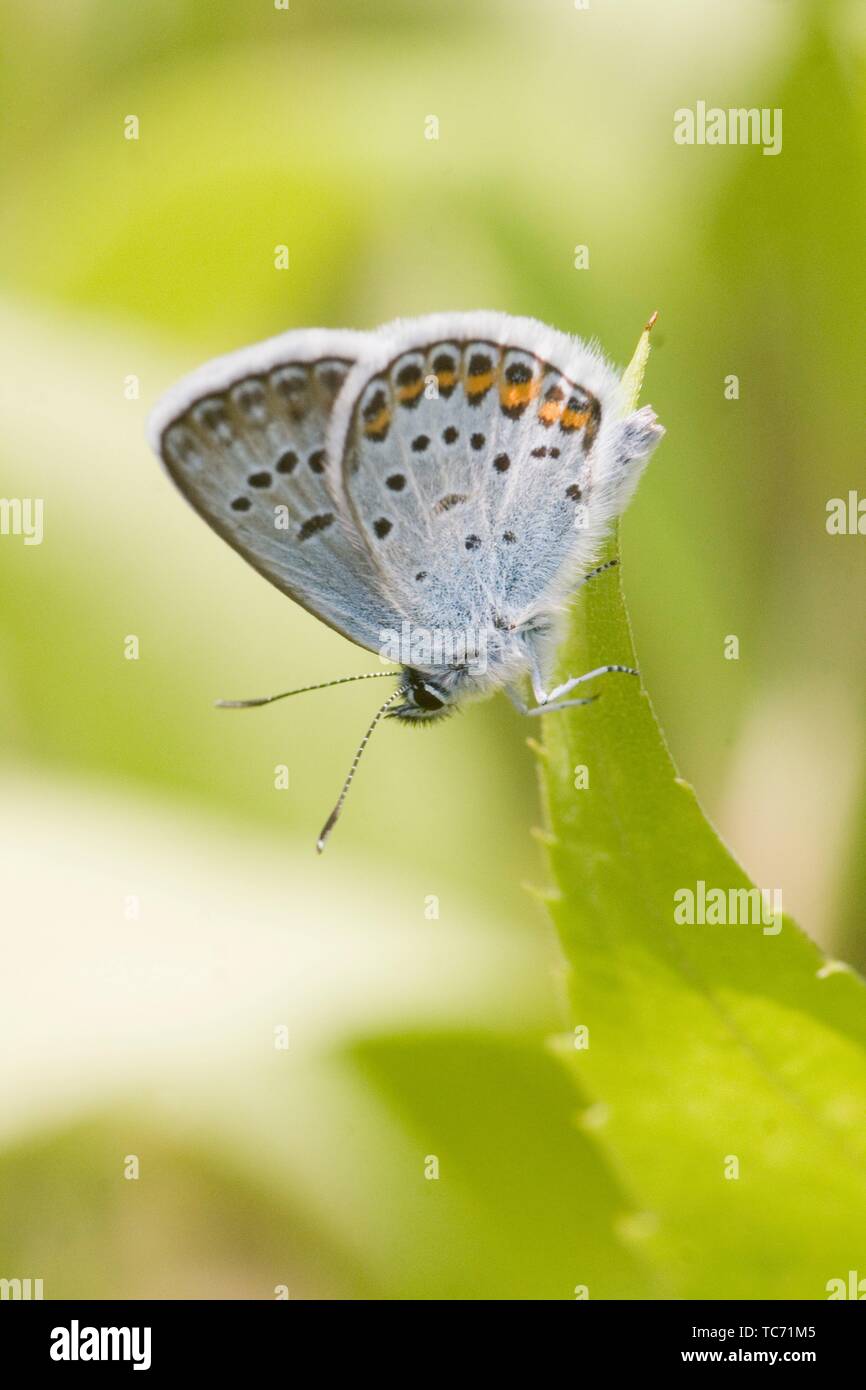 Large ants hi-res stock photography and images - Alamy