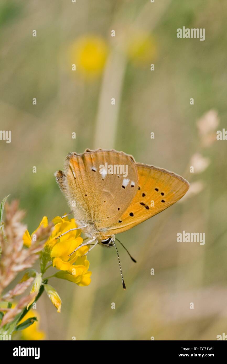 Blue copper butterfly hi-res stock photography and images - Alamy