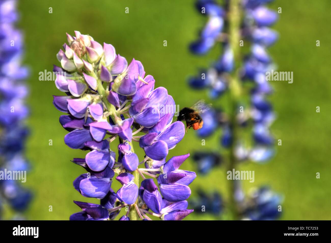 Lupine, Blume, Wiesenblume, Feldblume, Alpen, Skandinavien, Biene ...