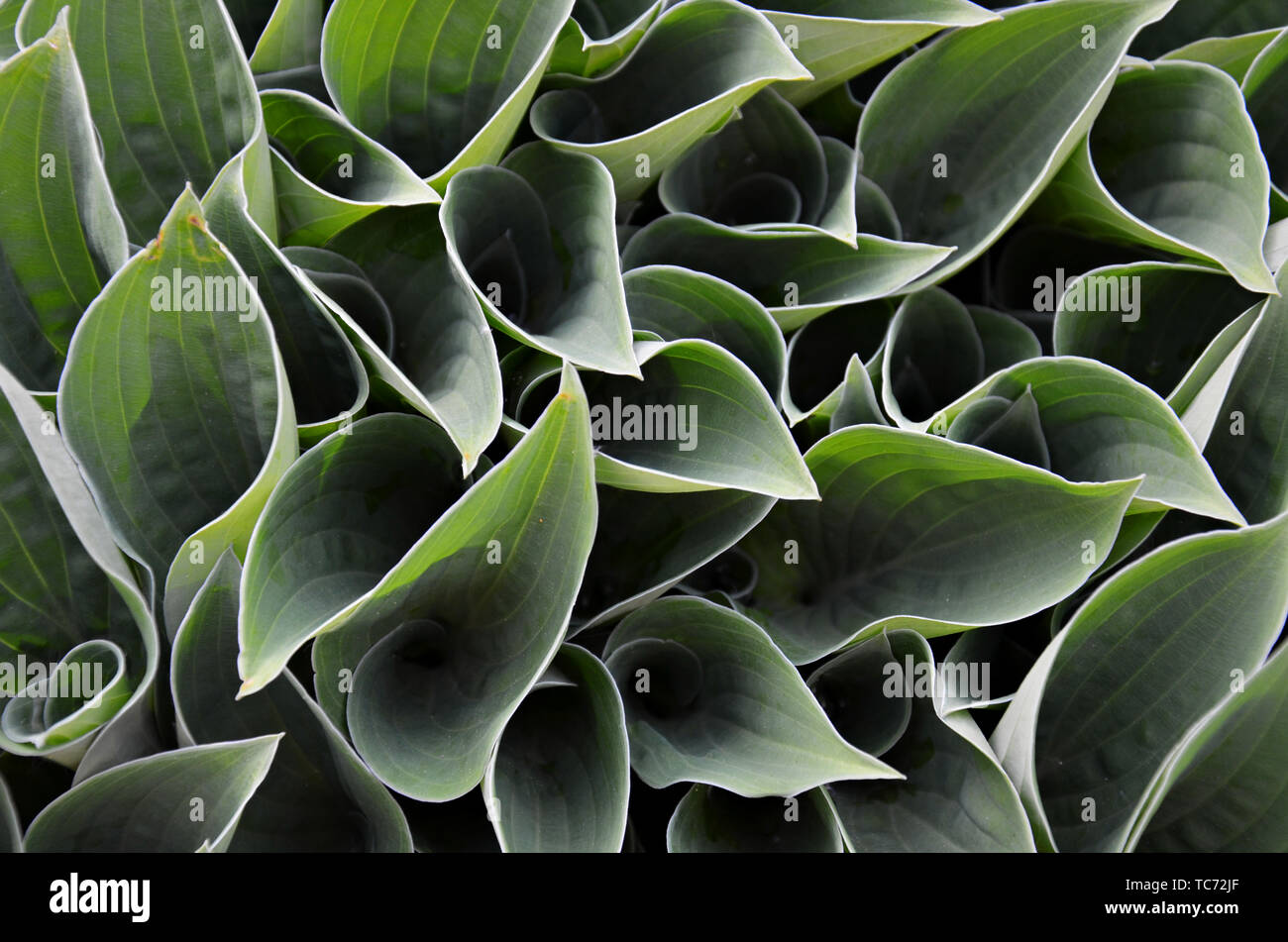 Background with green Hosta blooming leaves in sunny day. Botanic ...