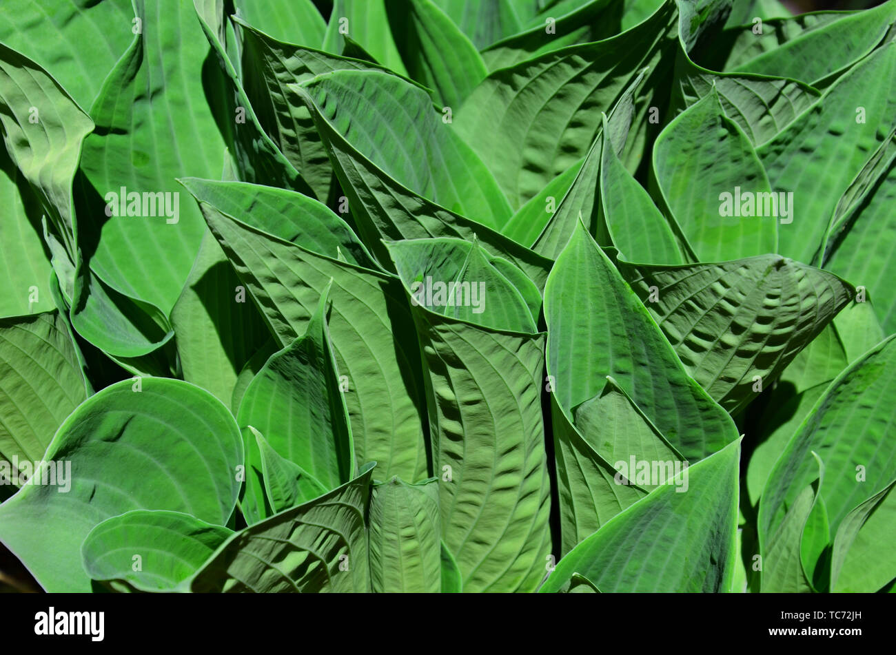 Background with green Hosta blooming leaves in sunny day. Botanic ...