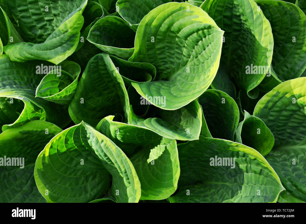 Background with green Hosta blooming leaves in sunny day. Botanic ...
