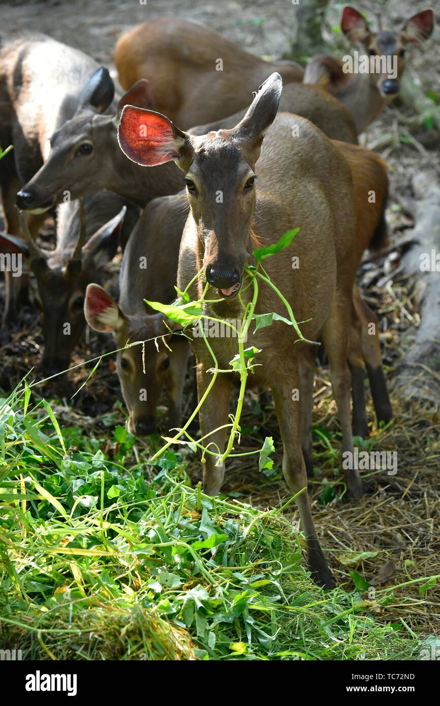 Cambodian deer hi-res stock photography and images - Alamy