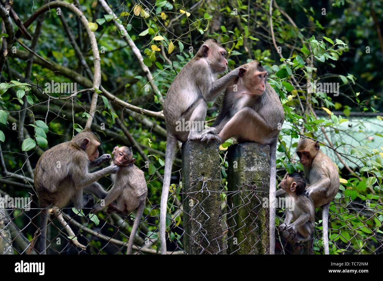Wildlife of south east asia hi-res stock photography and images - Alamy
