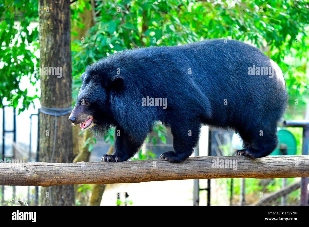 Asian black bear, asiatic black bear hi-res stock photography and ...