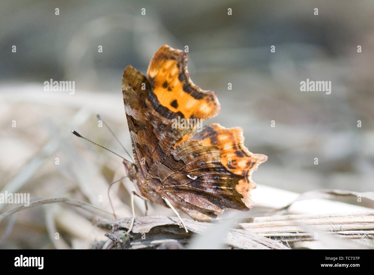 Butterfly Underwing Stock Photos & Butterfly Underwing Stock Images - Alamy